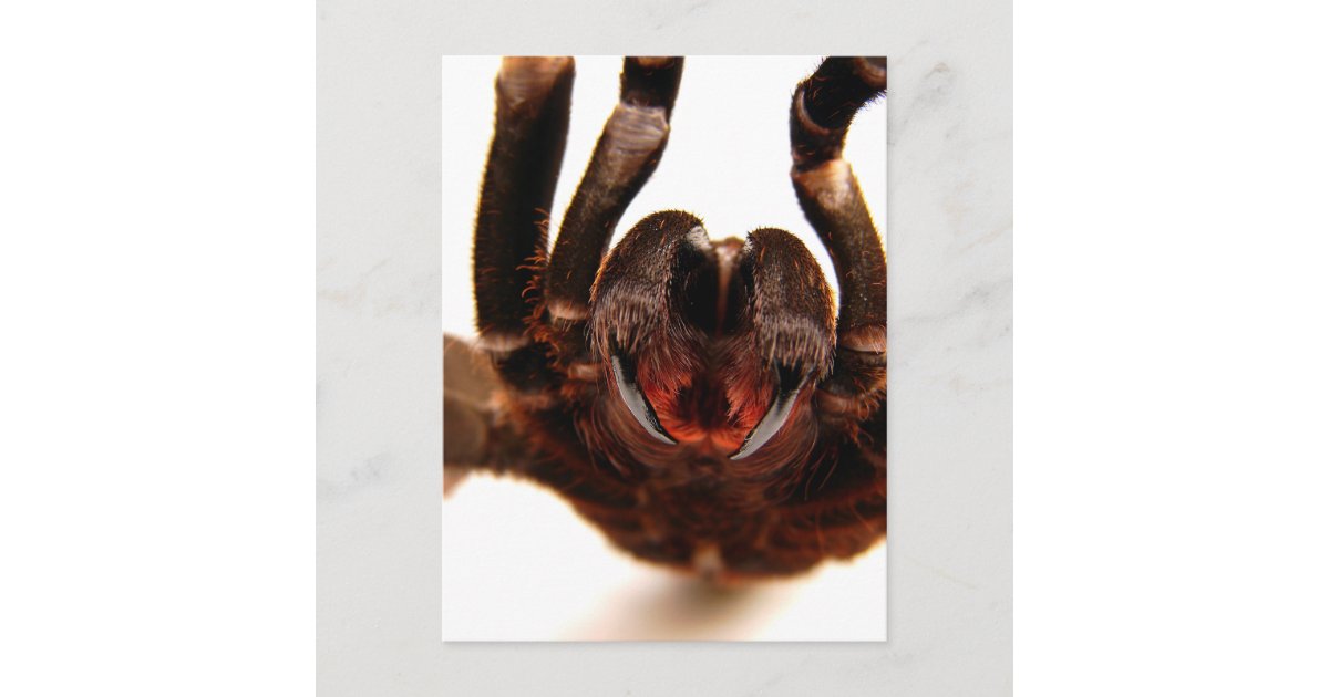 Fangs - Tarantula Art Image 2 Postcard | Zazzle