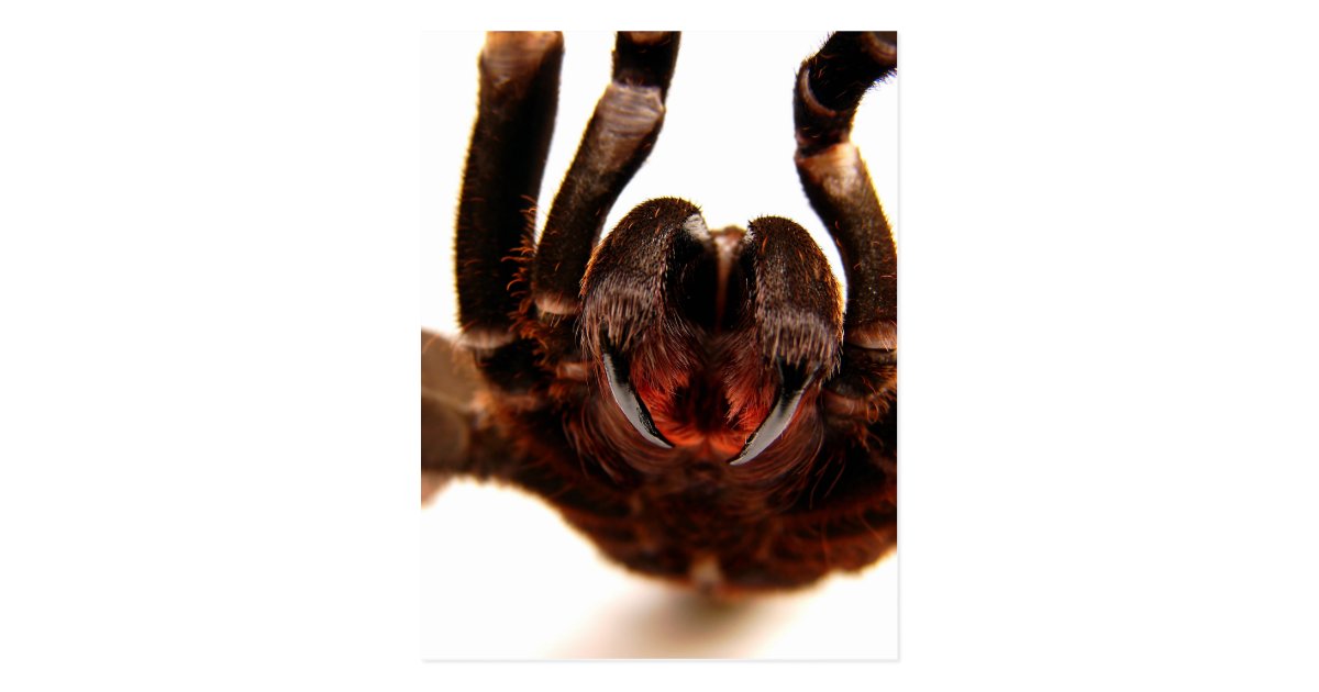 Fangs - Tarantula Art Image 2 Postcard | Zazzle.com
