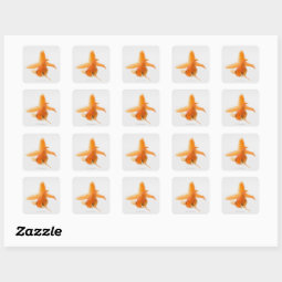 Fantail goldfish (Carassius auratus) Square Sticker | Zazzle