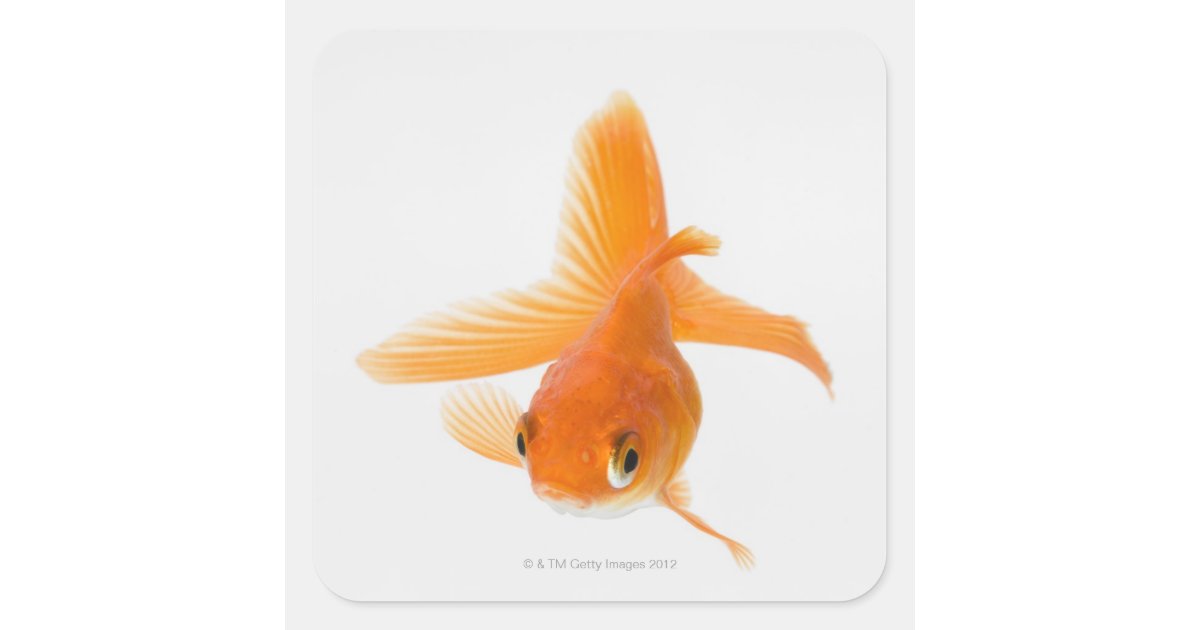 Fantail goldfish (Carassius auratus) Square Sticker | Zazzle