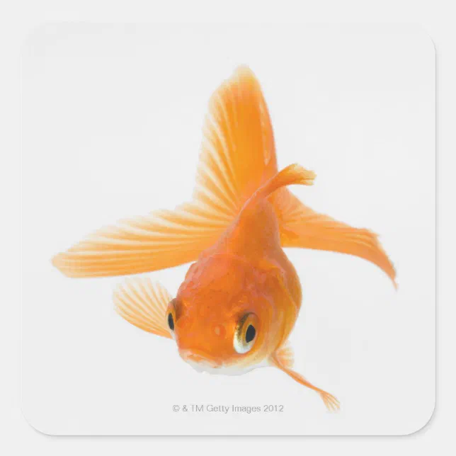 Fantail goldfish (Carassius auratus) Square Sticker | Zazzle