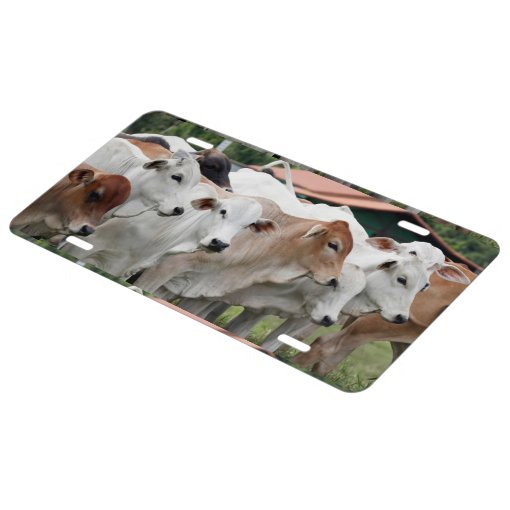 Farm Animal Cows License Plate | Zazzle