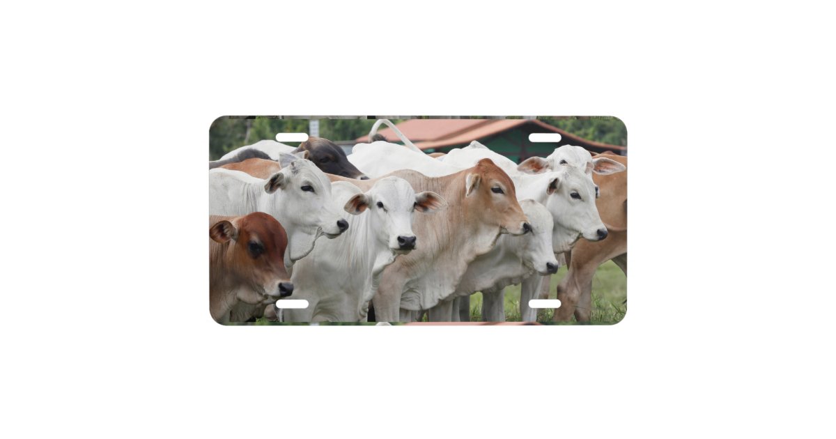 Farm Animal Cows License Plate | Zazzle