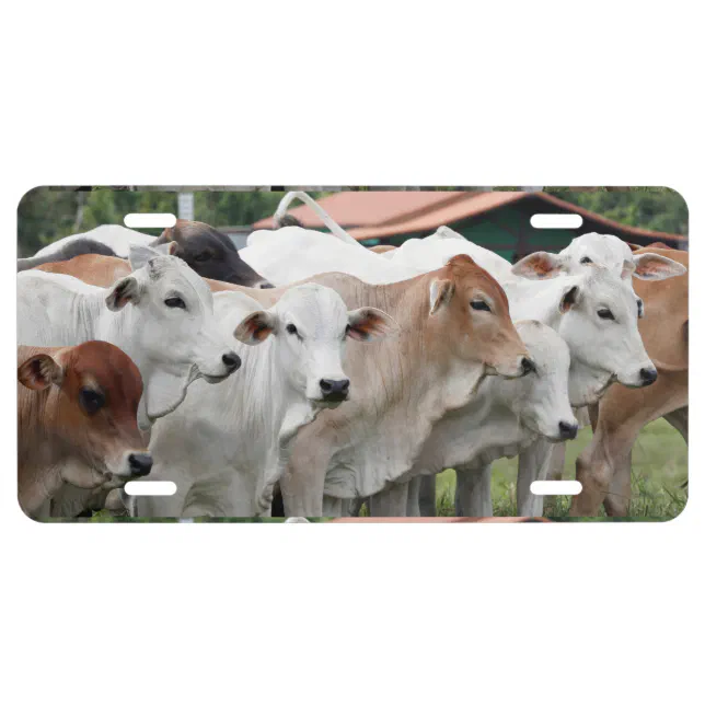 Farm Animal Cows License Plate | Zazzle