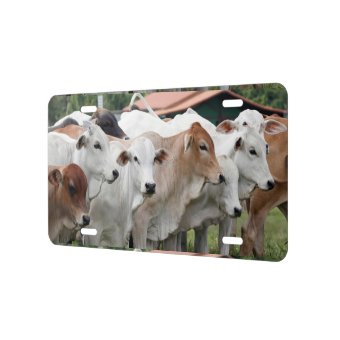 Farm Animal Cows License Plate | Zazzle