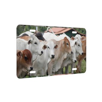 Farm Animal Cows License Plate | Zazzle