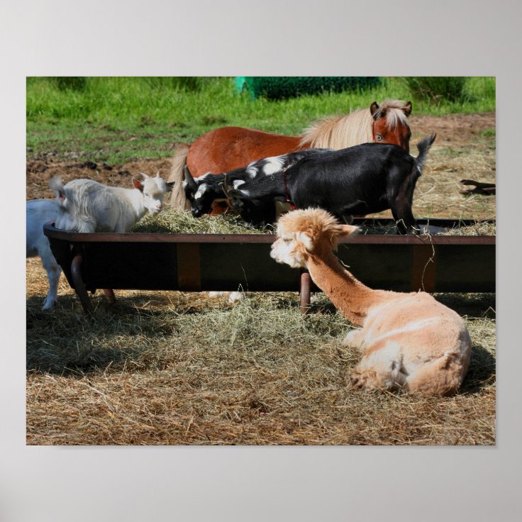 Farm Animal Friends Poster | Zazzle