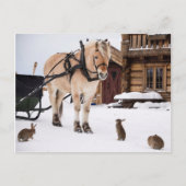 Farm animal talk horse and rabbits postcard | Zazzle