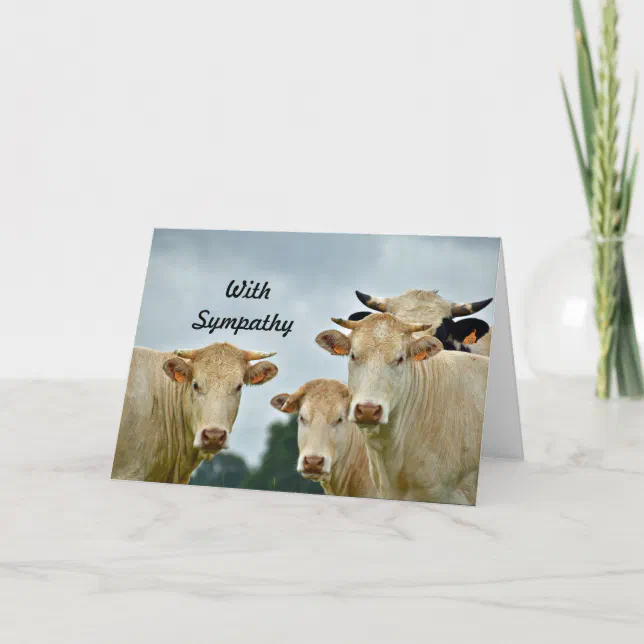 Farm Animal Tan Cows Photo Sympathy Card | Zazzle