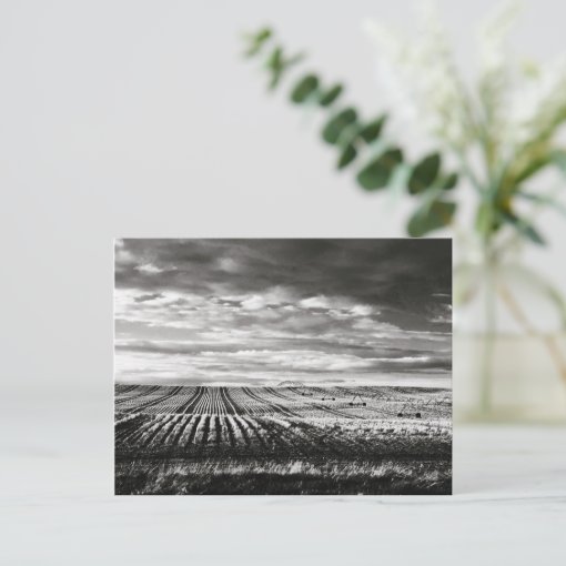 farm fields postcard | Zazzle