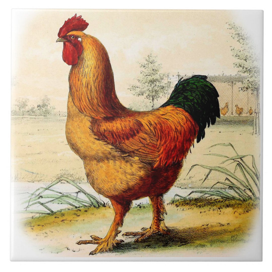 Farm Kitchen Decorative Wall Tile Fancy Rooster | Zazzle