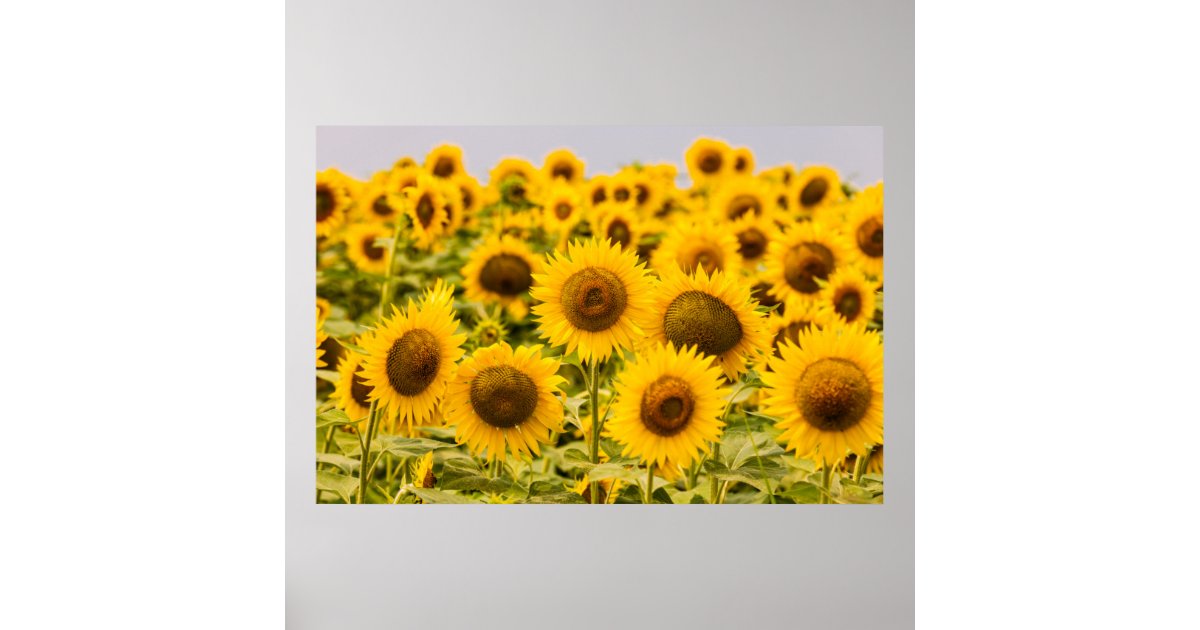 Farms | A Sunflower Field Poster | Zazzle