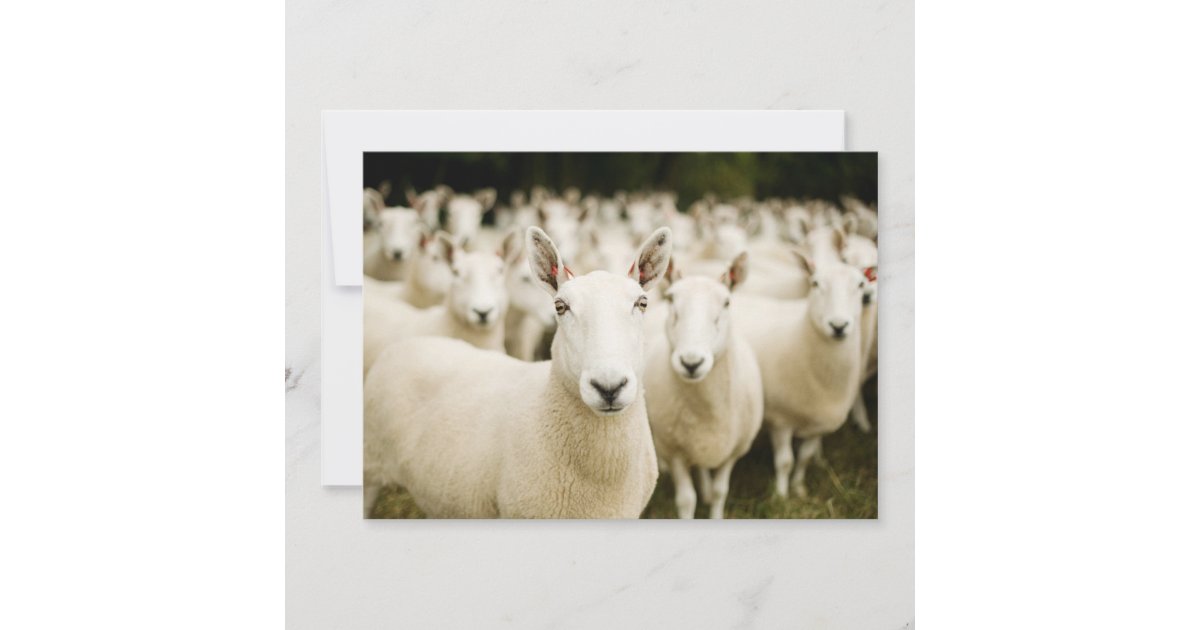 Farms | Herd of Sheep Thank You Card | Zazzle