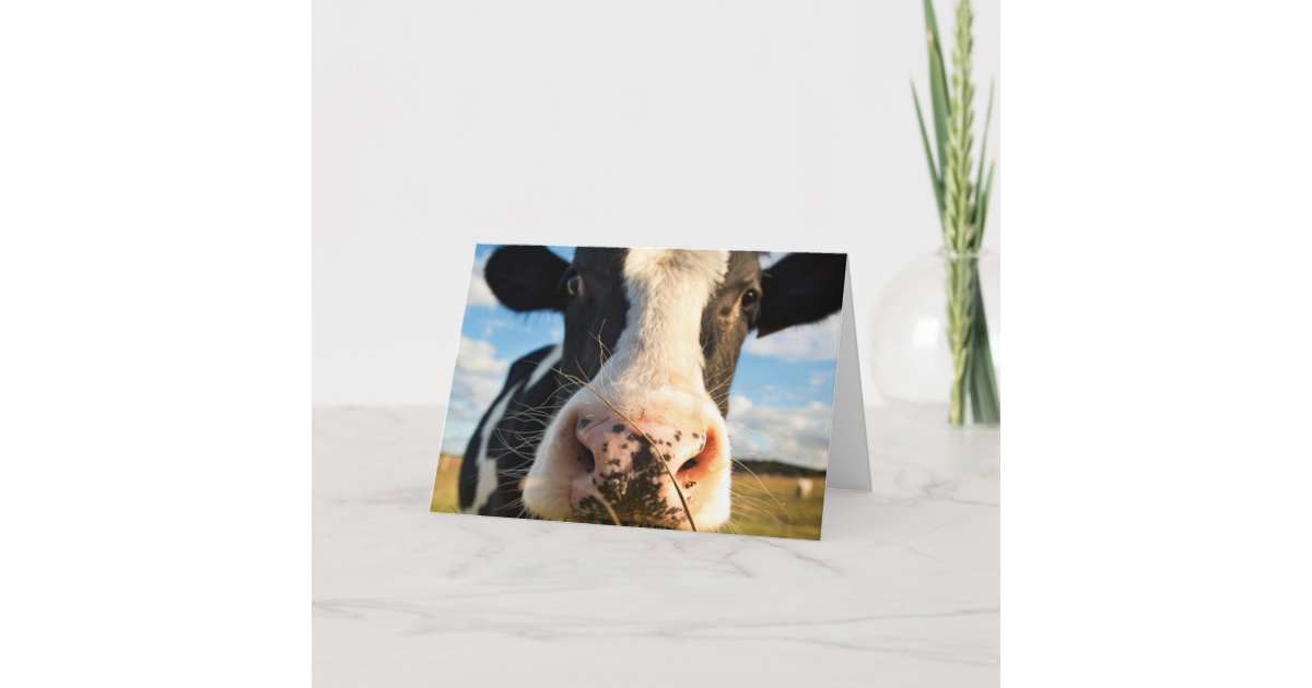 Farms | Holstein Cow Chewing Card | Zazzle