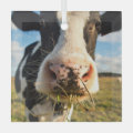 Farms | Holstein Cow Chewing Glass Ornament | Zazzle
