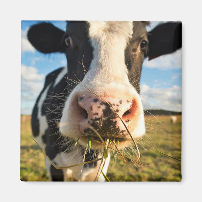 Farms | Holstein Cow Chewing Magnet | Zazzle