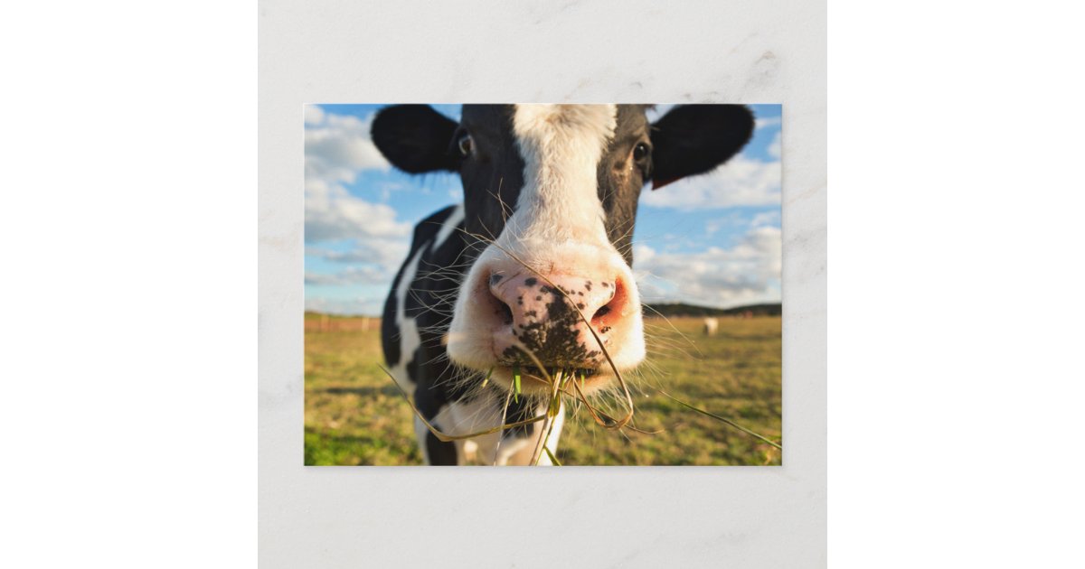Farms | Holstein Cow Chewing Postcard | Zazzle