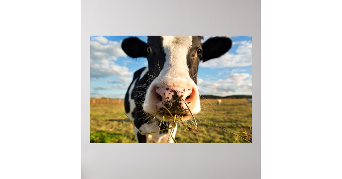 Farms | Holstein Cow Chewing Poster | Zazzle