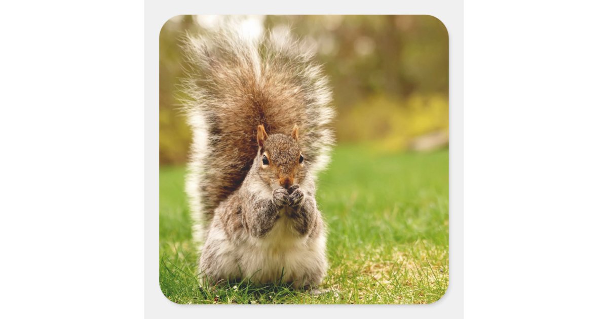 Fat Squirrel Square Sticker | Zazzle