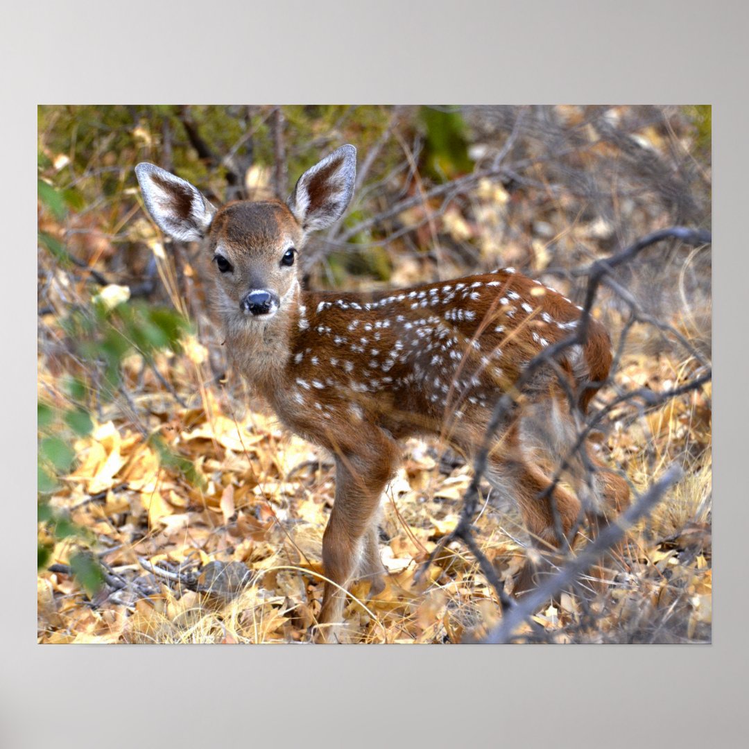 Fawn Deer Photo Poster | Zazzle