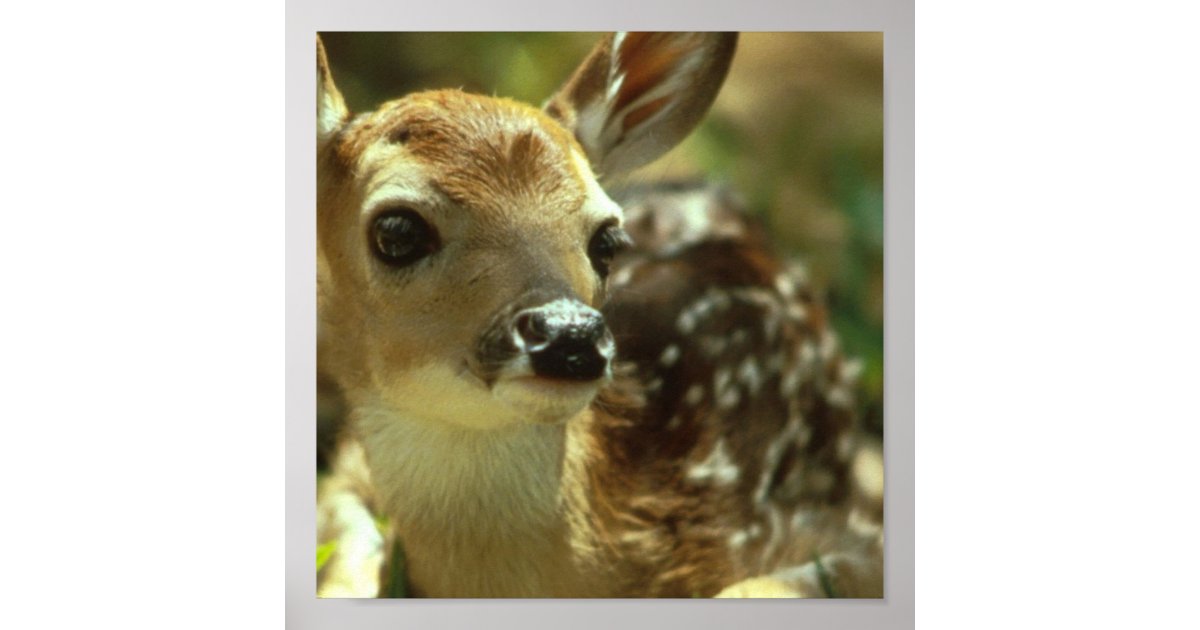 Fawn Poster | Zazzle