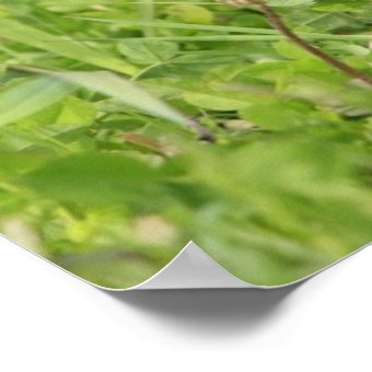 Fawn Poster | Zazzle