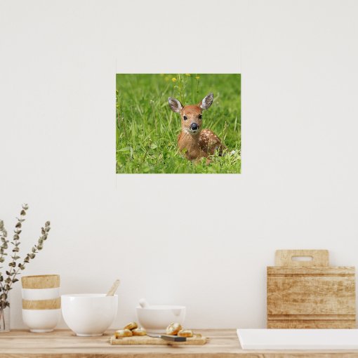 Fawn Poster | Zazzle