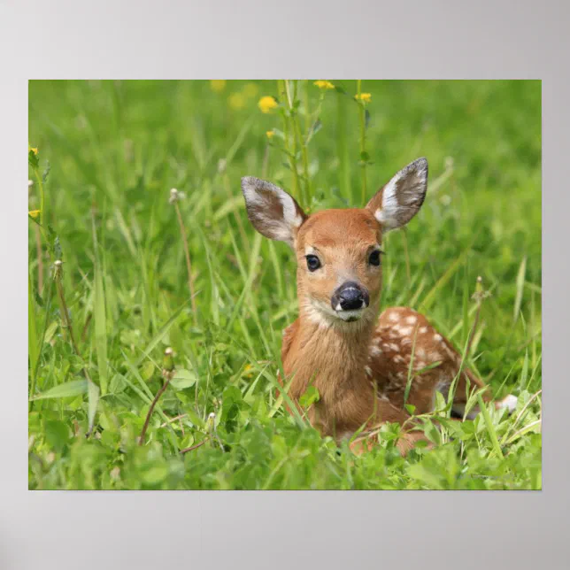 Fawn Poster | Zazzle