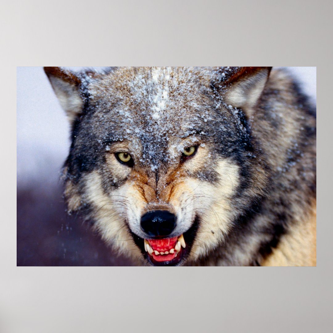 Fearsome Wolf Poster | Zazzle