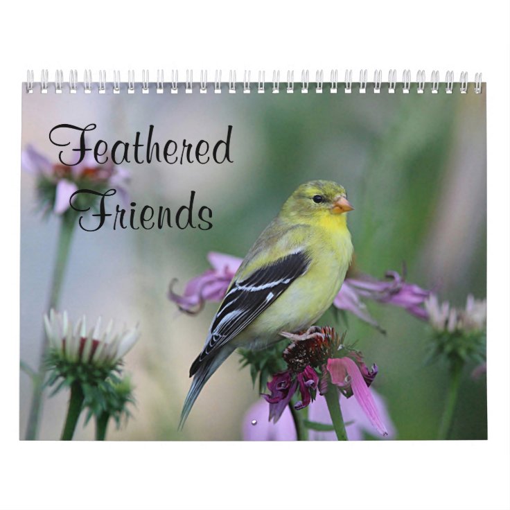 Feathered Friends - Wild Birds Calendar | Zazzle