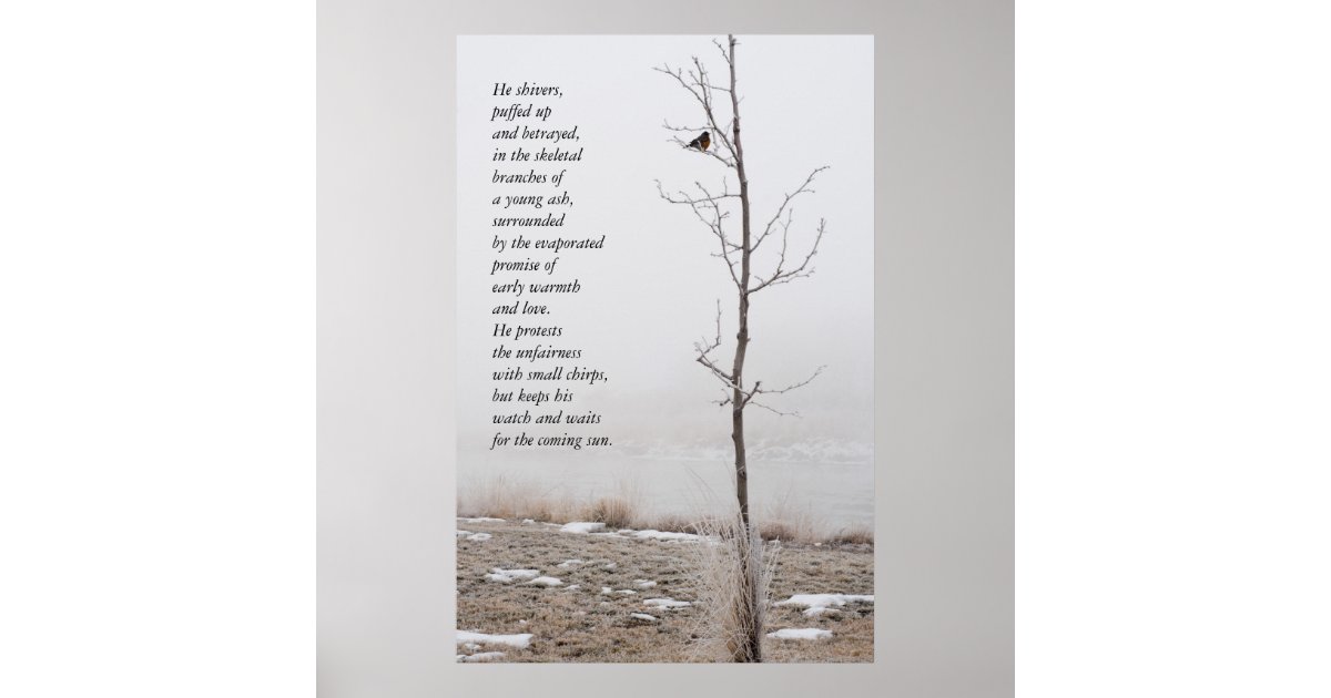 February Robin Nature Poster with Poem | Zazzle