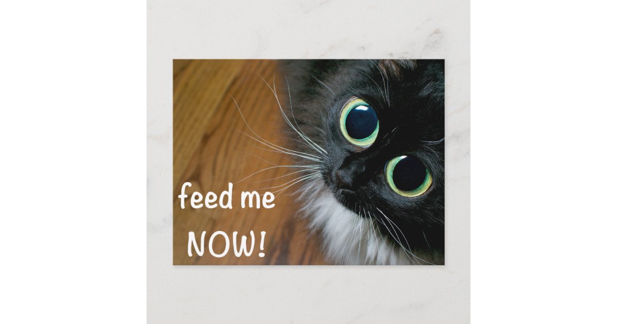 feed me NOW! Postcard | Zazzle
