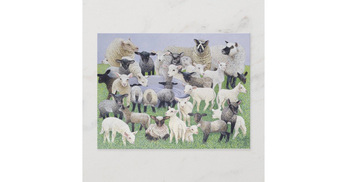 Feeling Sheepish Postcard | Zazzle