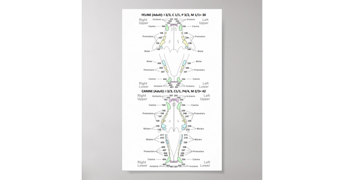 Feline and Canine Dental Formula Poster | Zazzle