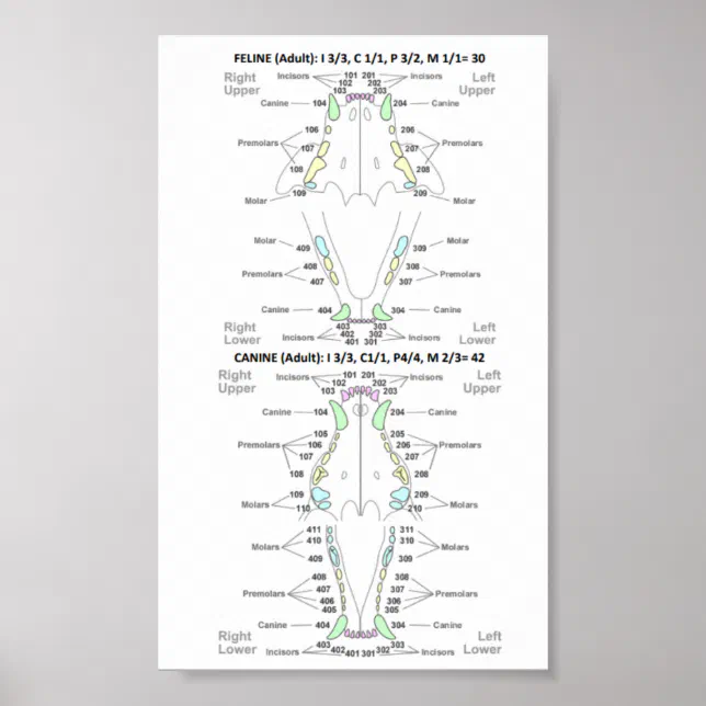 Feline and Canine Dental Formula Poster | Zazzle