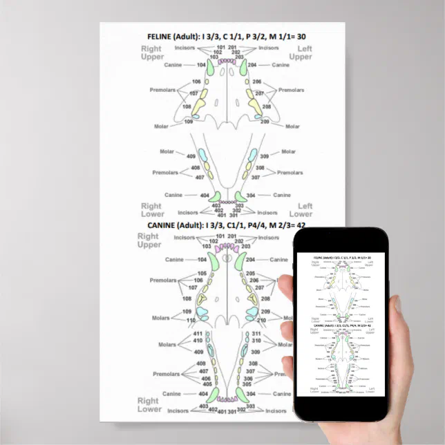 Feline and Canine Dental Formula Poster | Zazzle