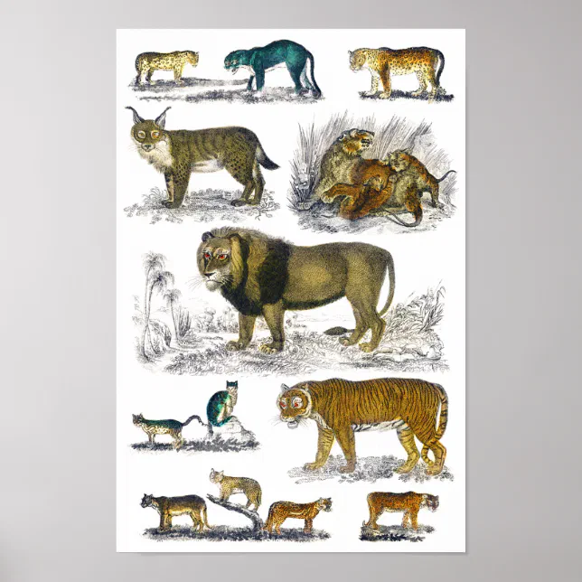Feline Animals Poster | Zazzle