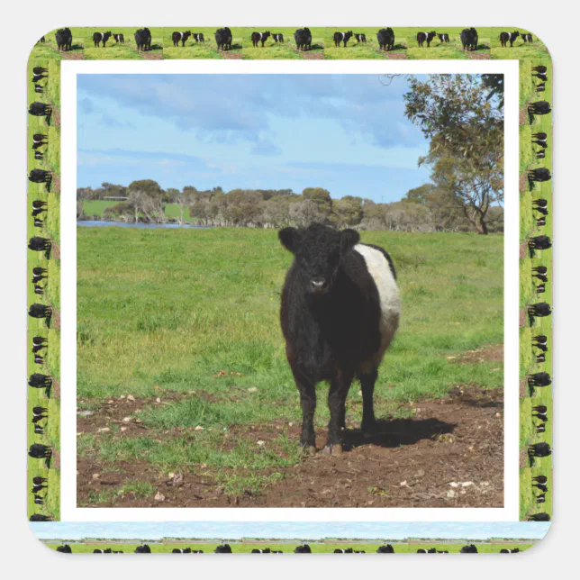 Female Belted Galloway Cow Framed, Square Sticker | Zazzle