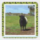Female Belted Galloway Cow Framed, Square Sticker | Zazzle