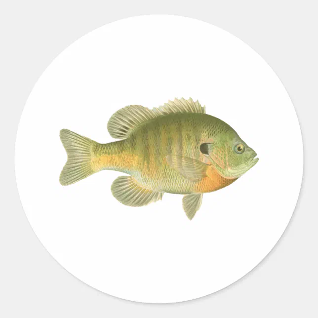 Female Bluegill - Bream - Sunfish Classic Round Sticker | Zazzle