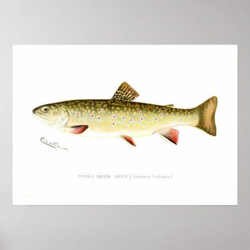 Female Brook Trout Poster | Zazzle