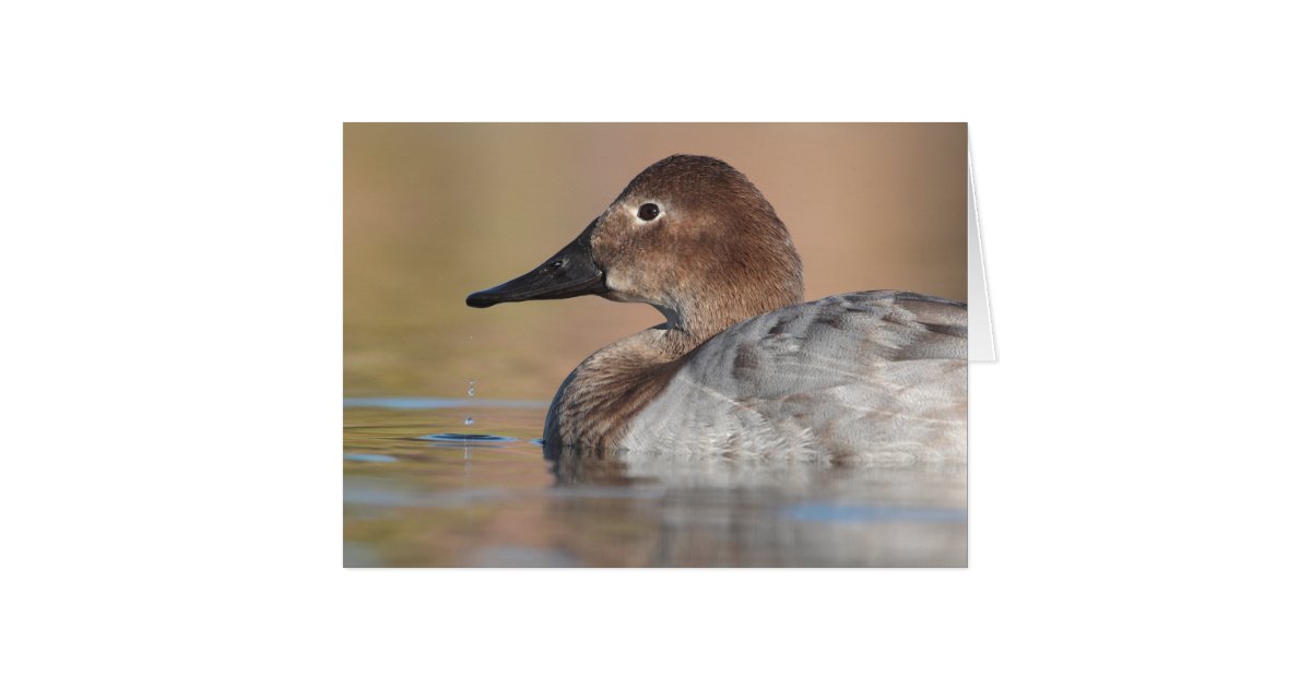 Female Canvasback duck Profile | Zazzle