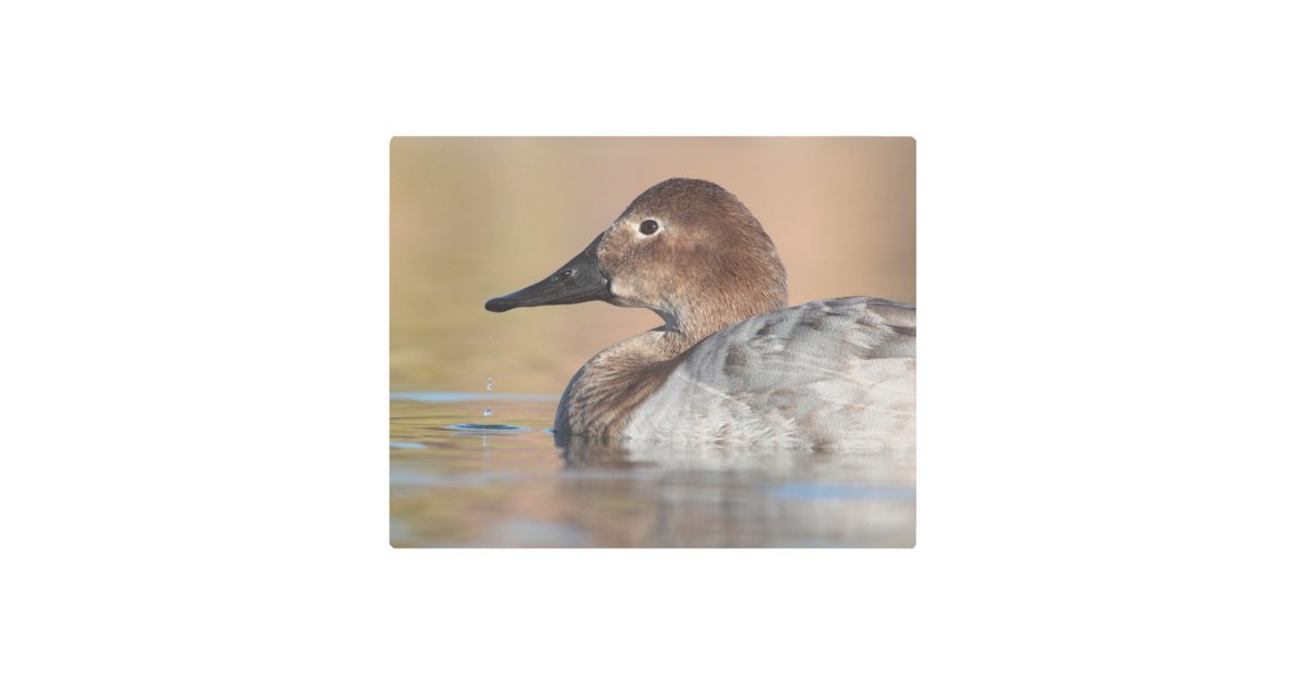 Female Canvasback duck Profile Metal Print | Zazzle
