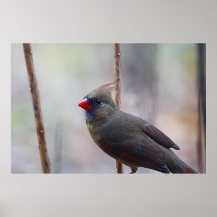 Female Cardinal Bird Poster | Zazzle.com