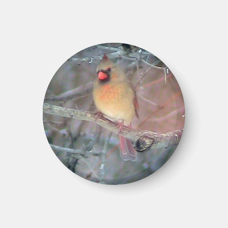 Female Cardinal Magnet | Zazzle