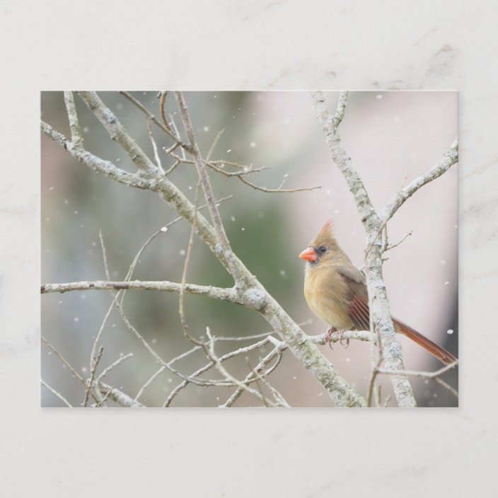 Female Cardinal on winter branches Postcard | Zazzle.com