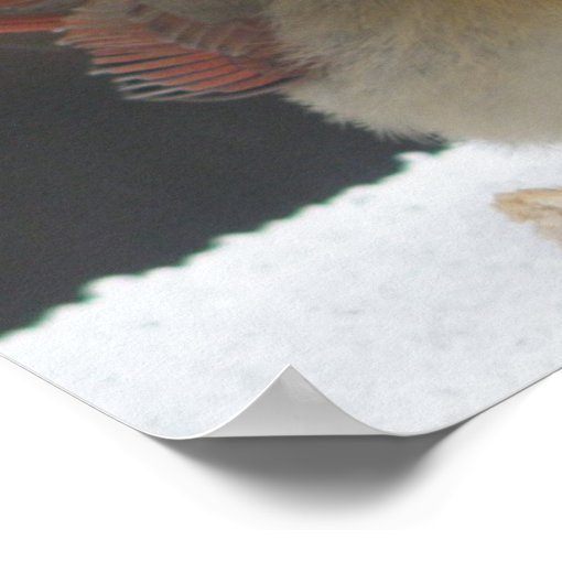 Female Cardinal Poster | Zazzle