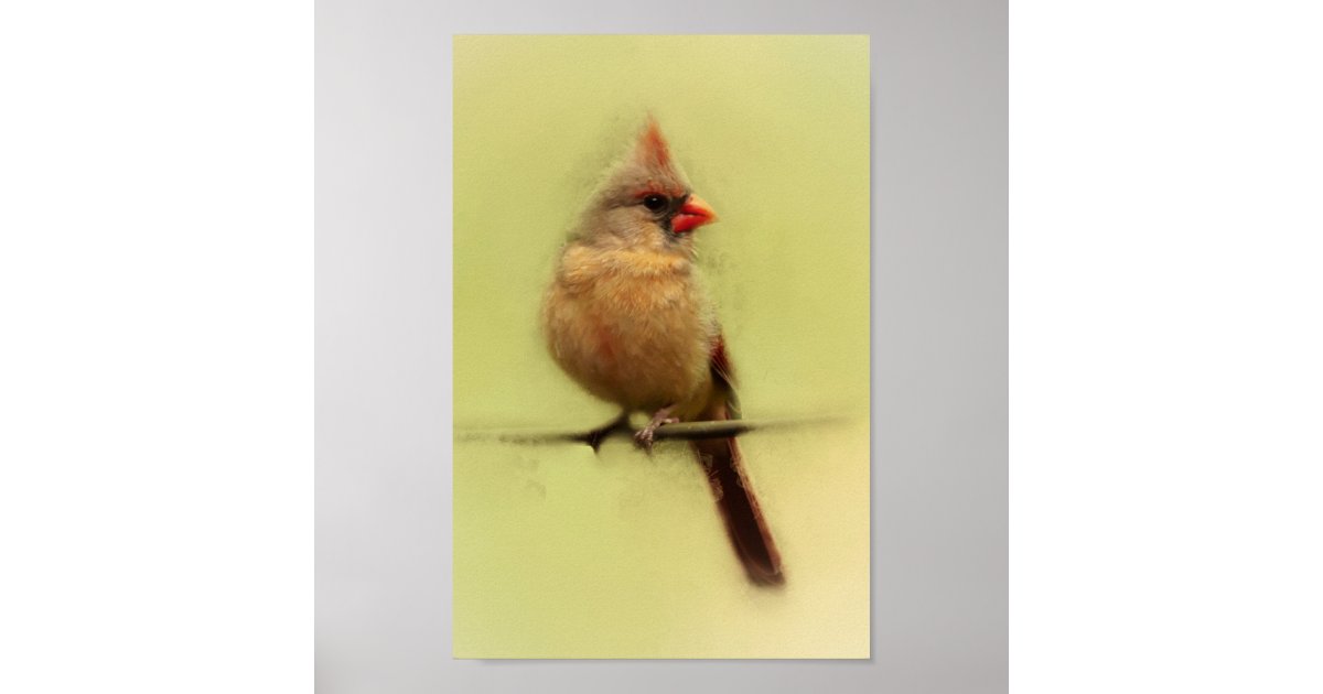 Female Cardinal Songbird Poster | Zazzle