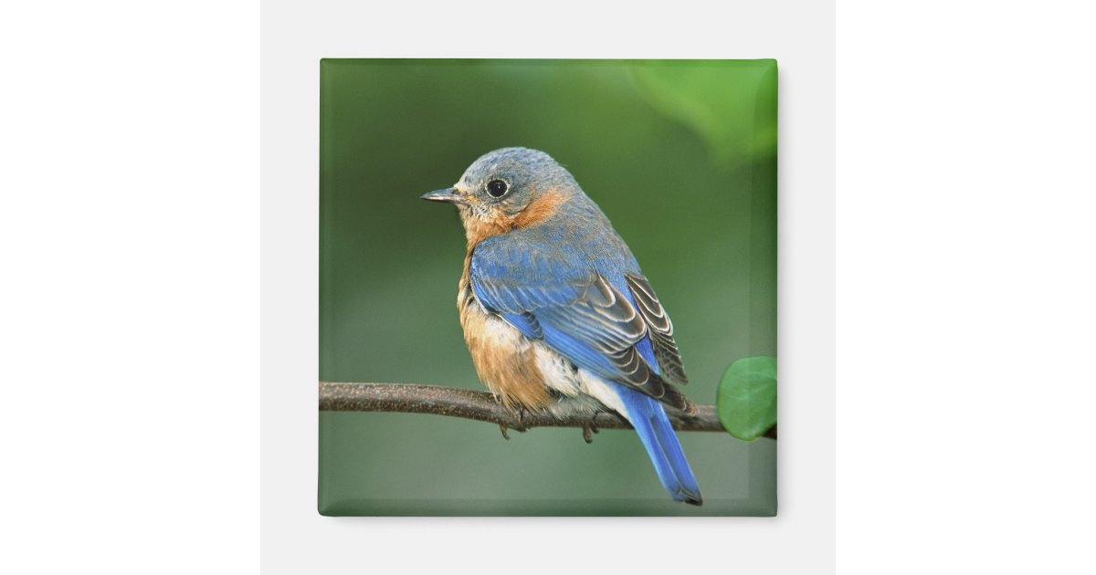 Female Eastern Bluebird, Sialia sialis Magnet | Zazzle