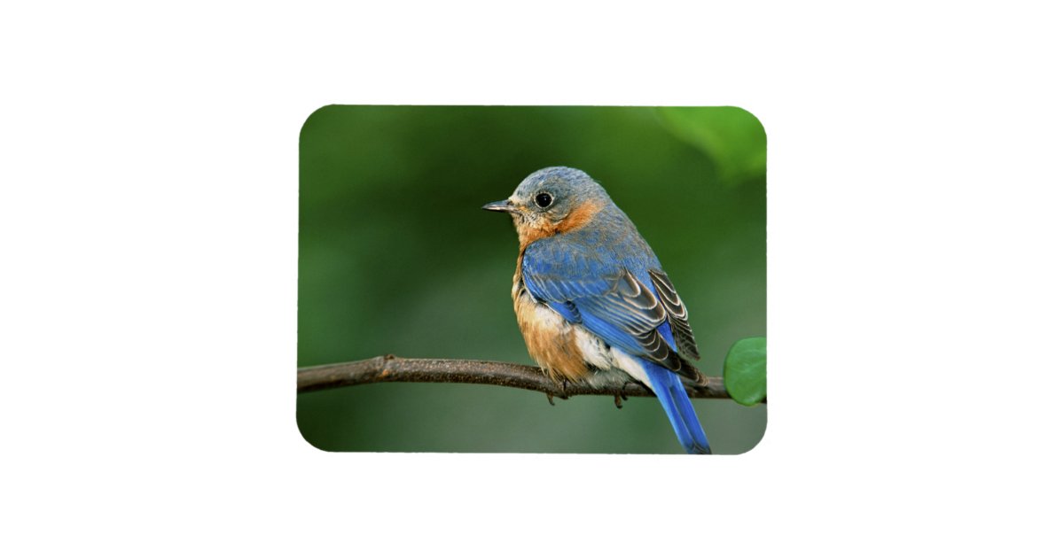 Female Eastern Bluebird, Sialia sialis Magnet | Zazzle